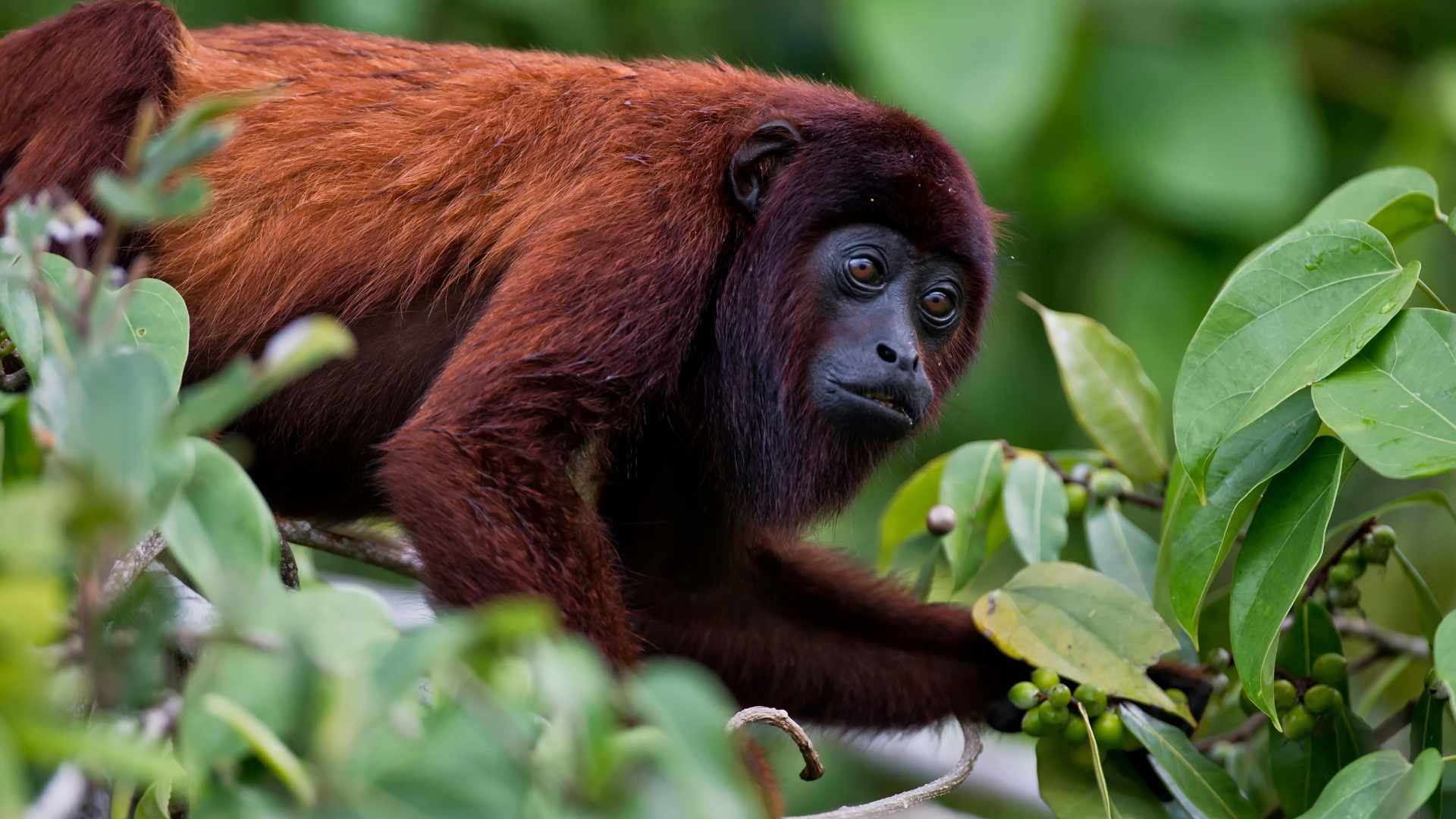 The Peruvian Amazon Rainforest: A Haven for Endangered Species - Fund ...