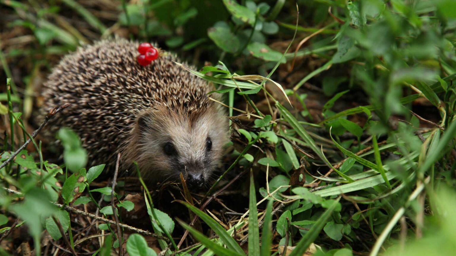 Exploring the Fascinating Wildlife Animals of the Congo Rainforest ...