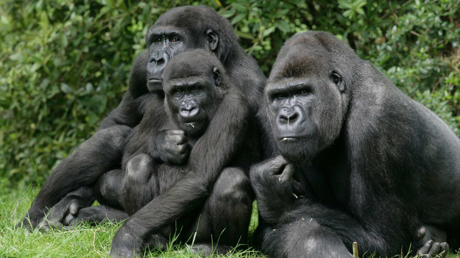Exploring the Fascinating Wildlife Animals of the Congo Rainforest ...