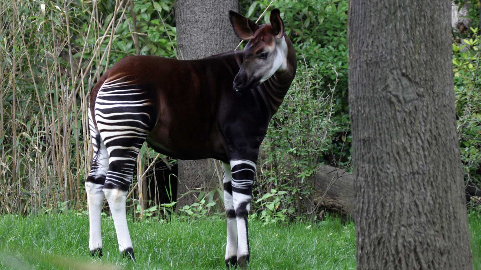 Exploring the Fascinating Wildlife Animals of the Congo Rainforest ...