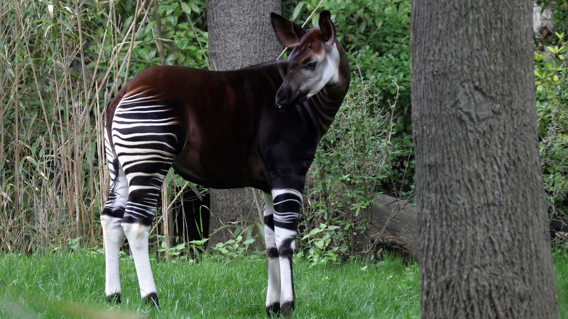 Exploring the Fascinating Wildlife Animals of the Congo Rainforest ...