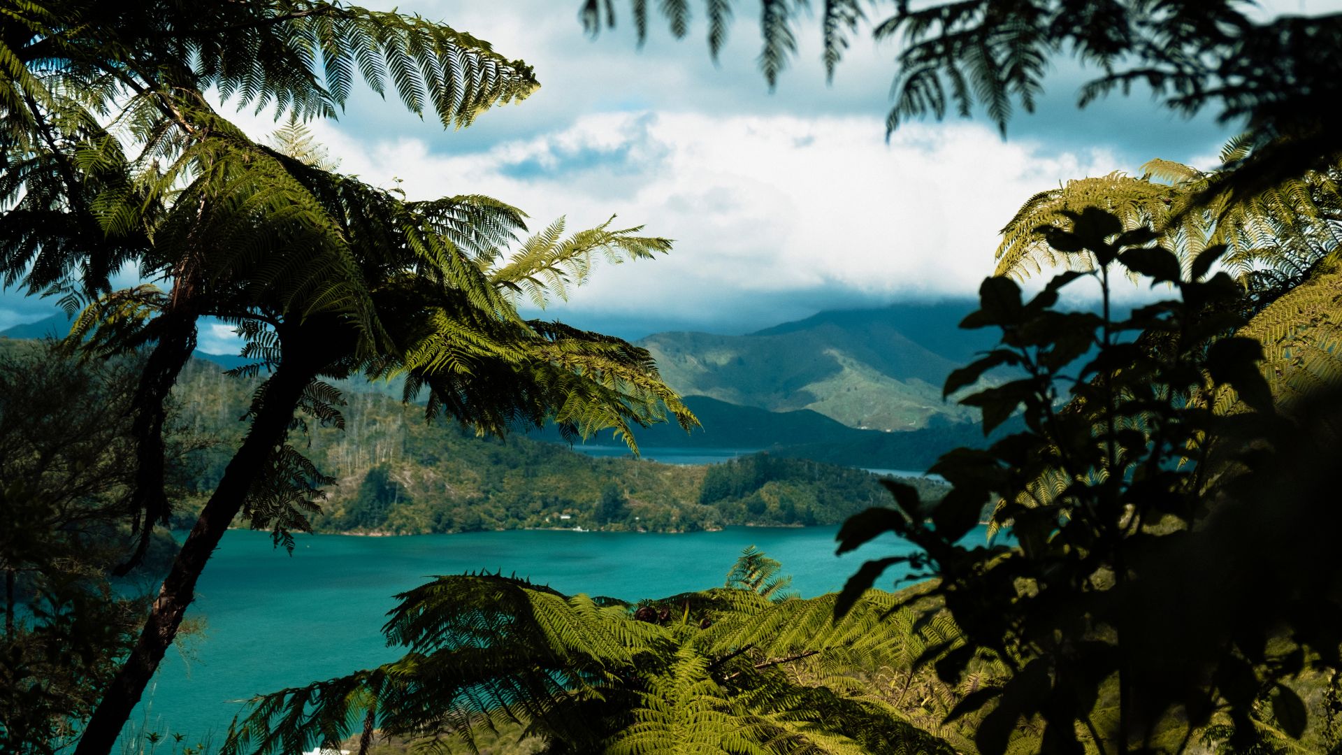 Tropical Rainforests: The World's Most Enchanting Ecosystems and Where ...