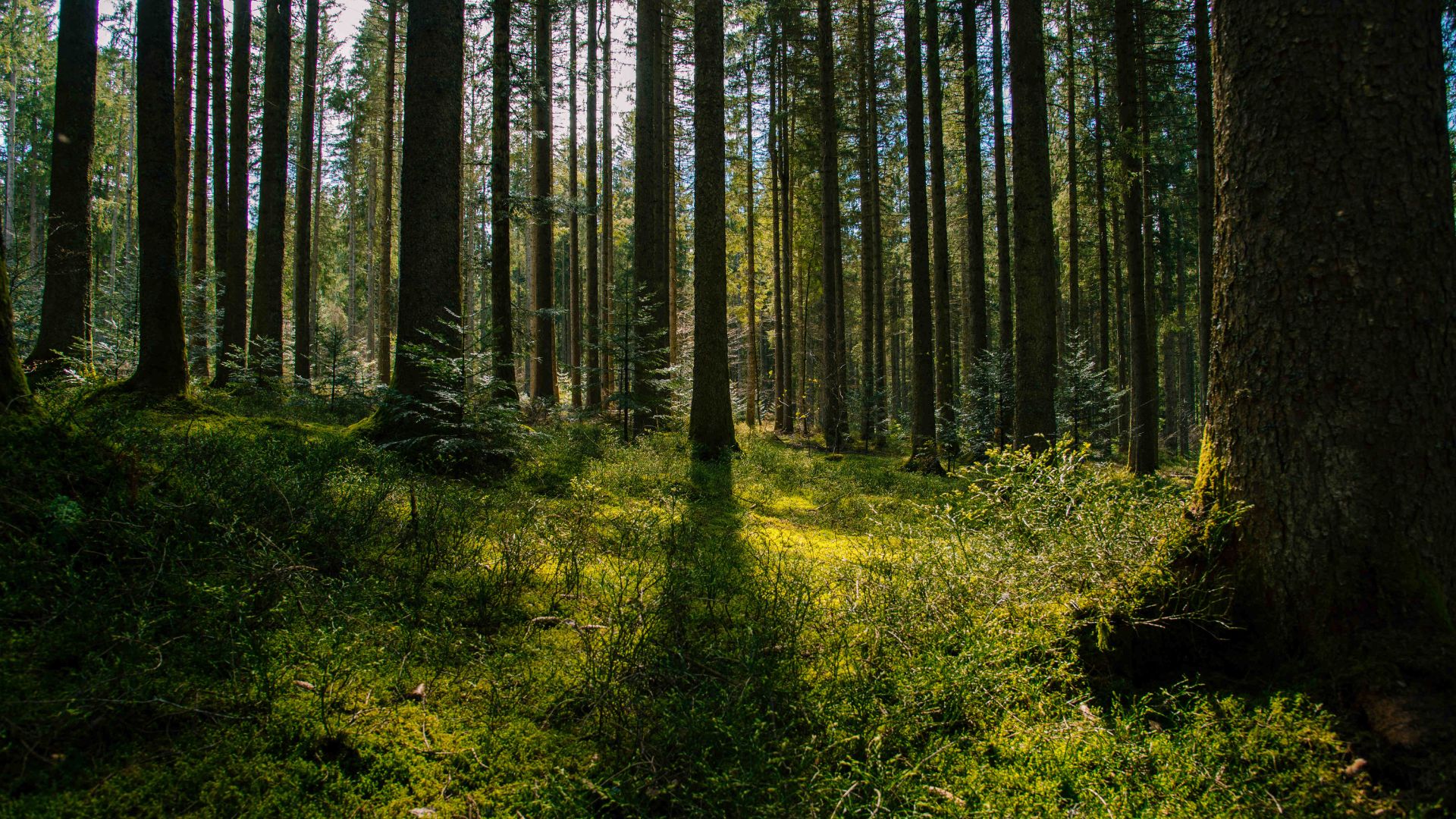 A Journey Through German Forests: 5 Historical and Ecological Insights ...