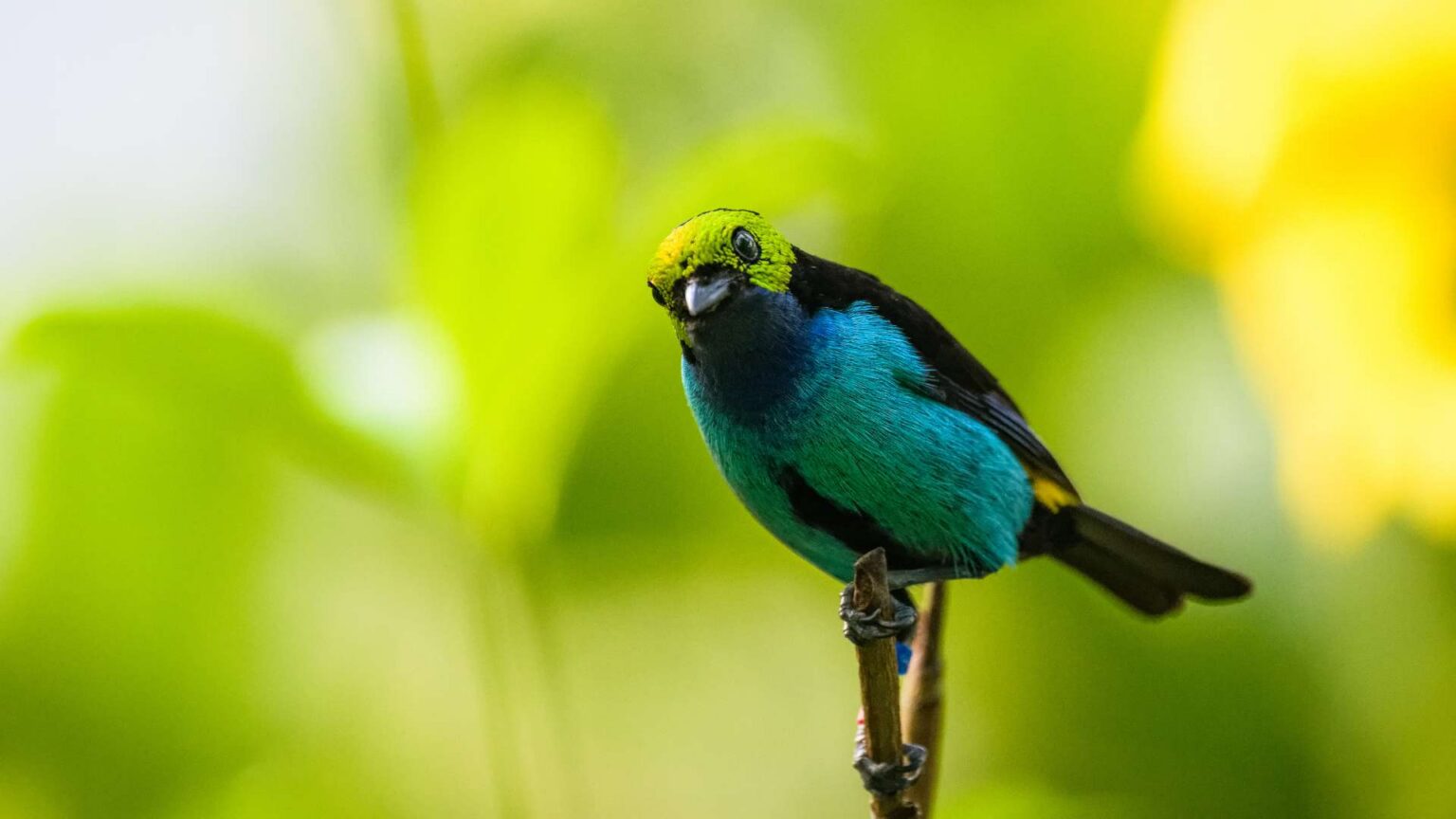 10 Colorful Amazon Birds: A Guide to Species, Habitat & Tips - Fund the ...
