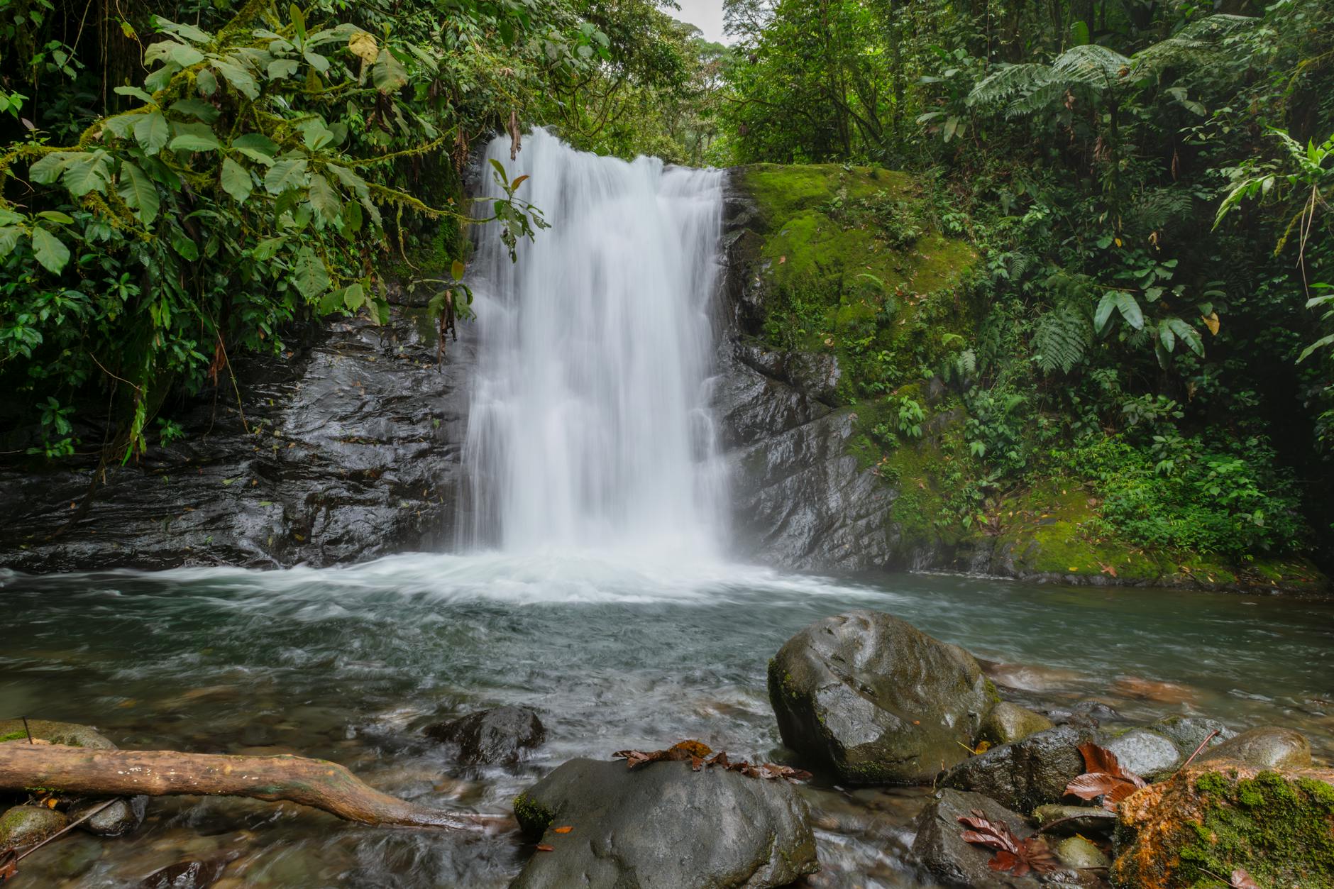 Costa Rica Cloud Forests: What Makes These Misty Ecosystems Unique ...